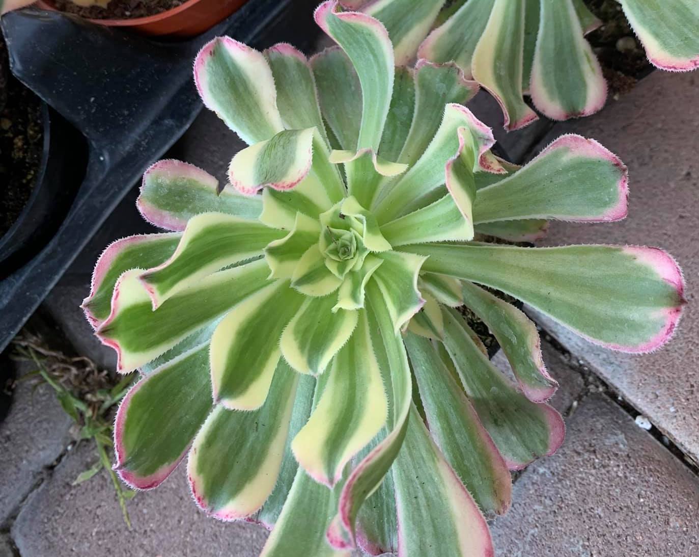 Succulents Identification Chart