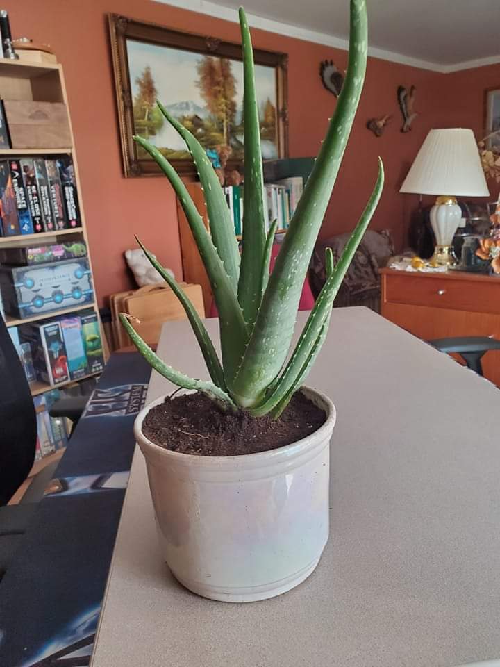 60 Types Of Succulents (With Pictures)