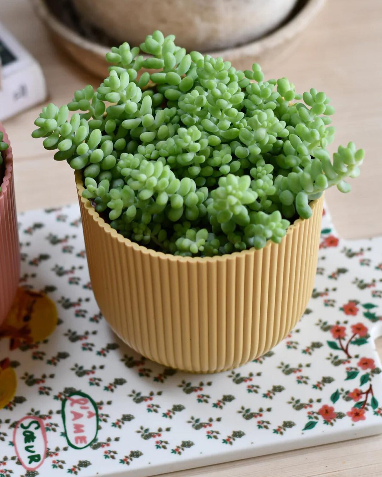 60 Types Of Succulents (With Pictures)