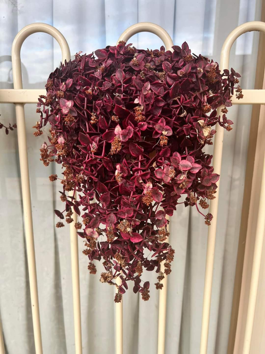 28 Best Trailing And Hanging Succulents (With Pictures)