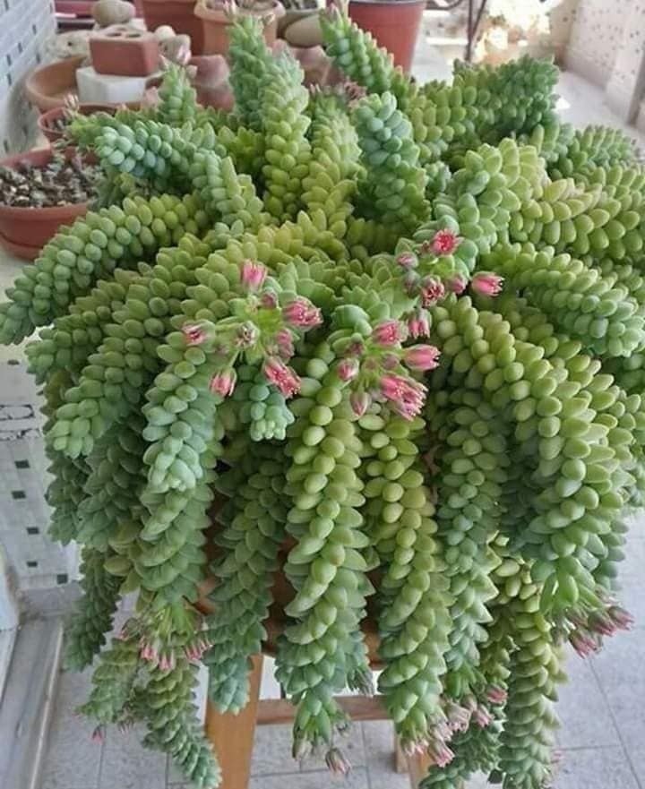 28 Best Trailing And Hanging Succulents (With Pictures)