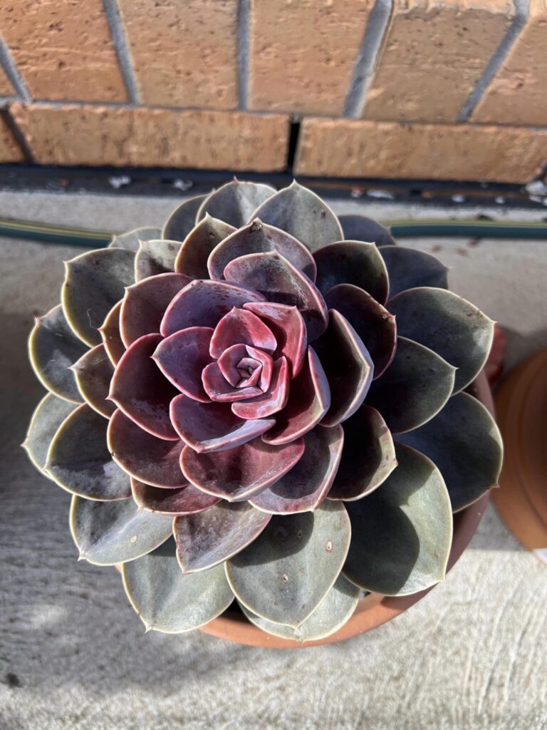 46 Types of Purple Succulents [With Pictures]