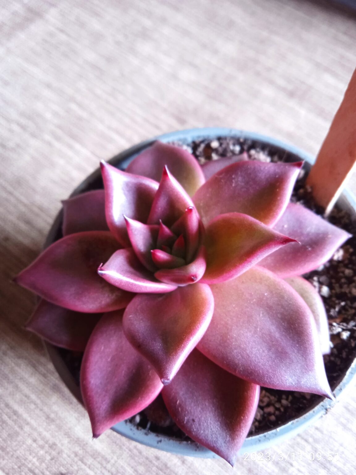 46 Types of Purple Succulents [With Pictures]