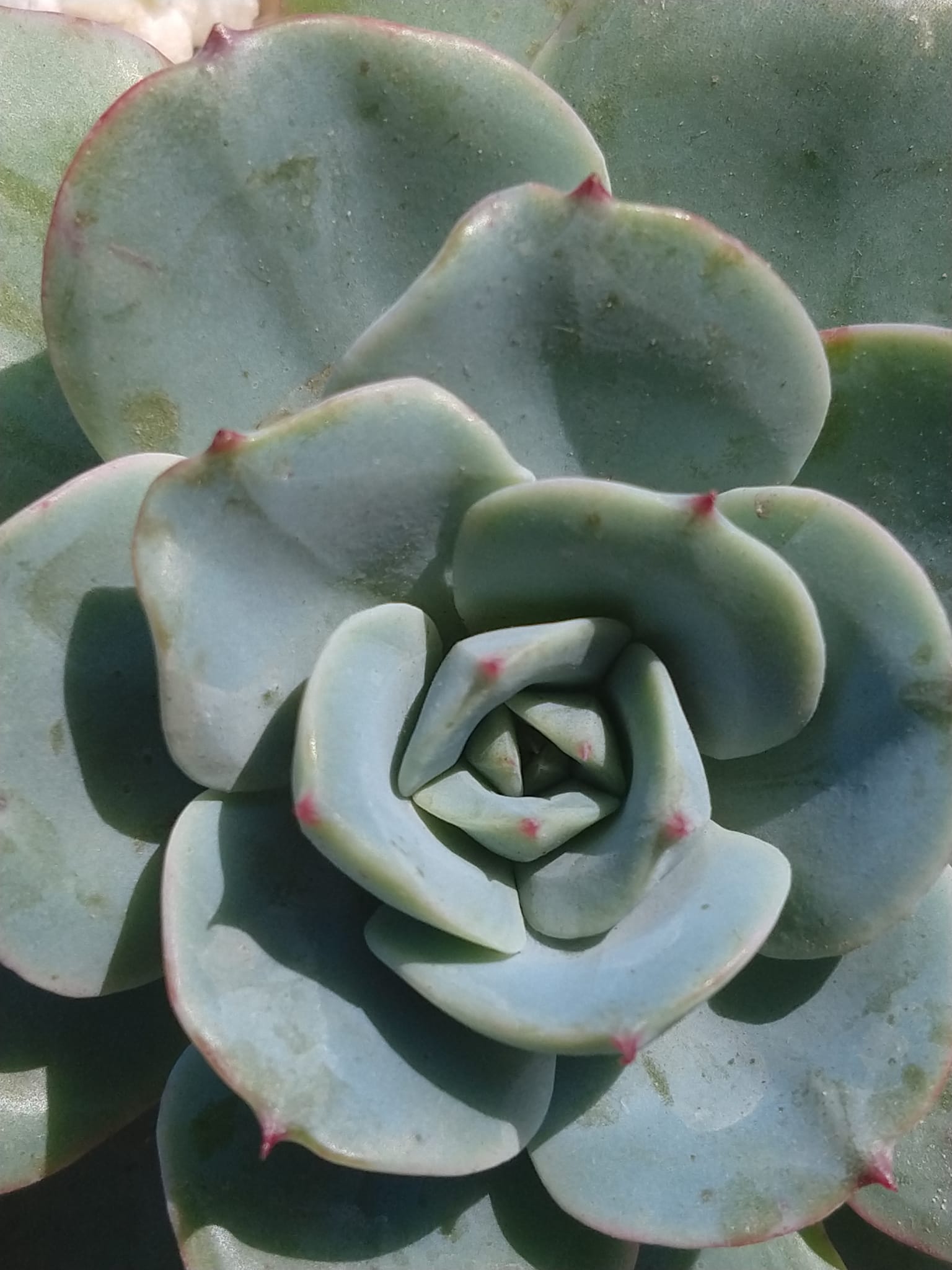 Succulents Identification Chart