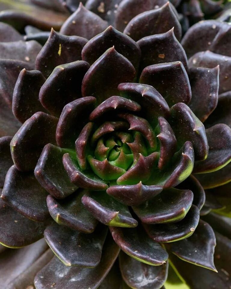 46 Types of Purple Succulents [With Pictures]