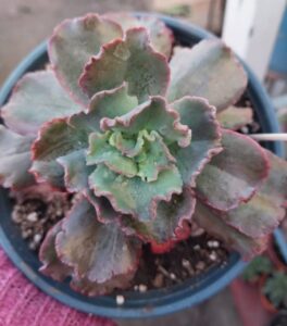 Succulents Identification Chart