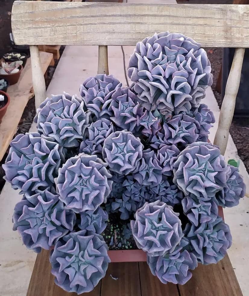 60 Types Of Succulents (With Pictures)