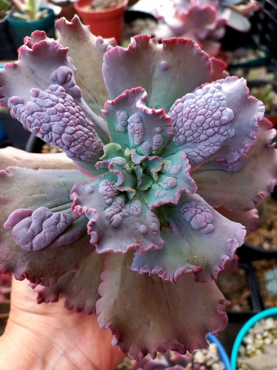 Succulents Identification Chart