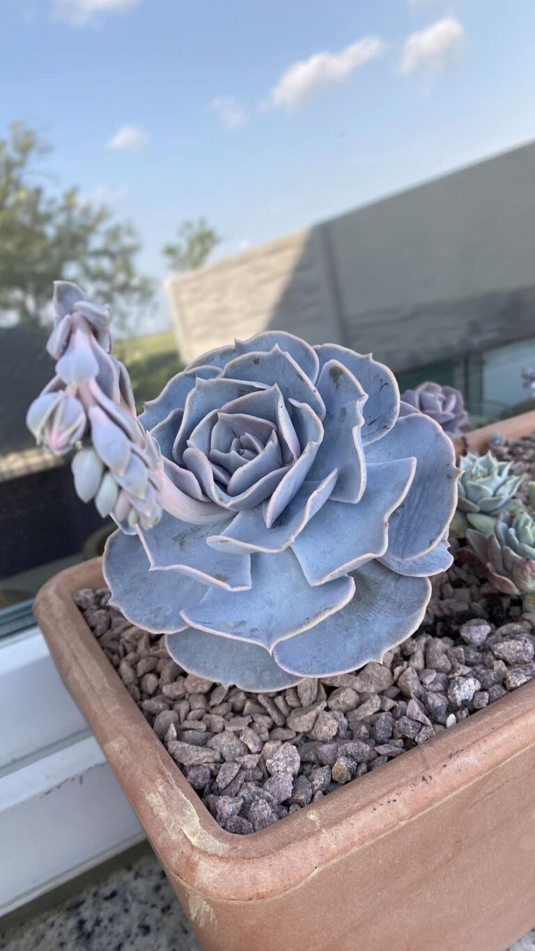 46 Types of Purple Succulents [With Pictures]