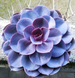 Succulents Identification Chart
