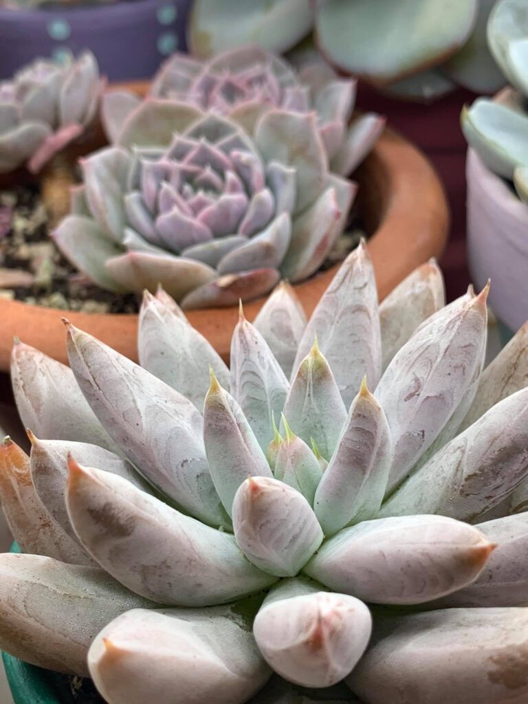 46 Types of Purple Succulents [With Pictures]