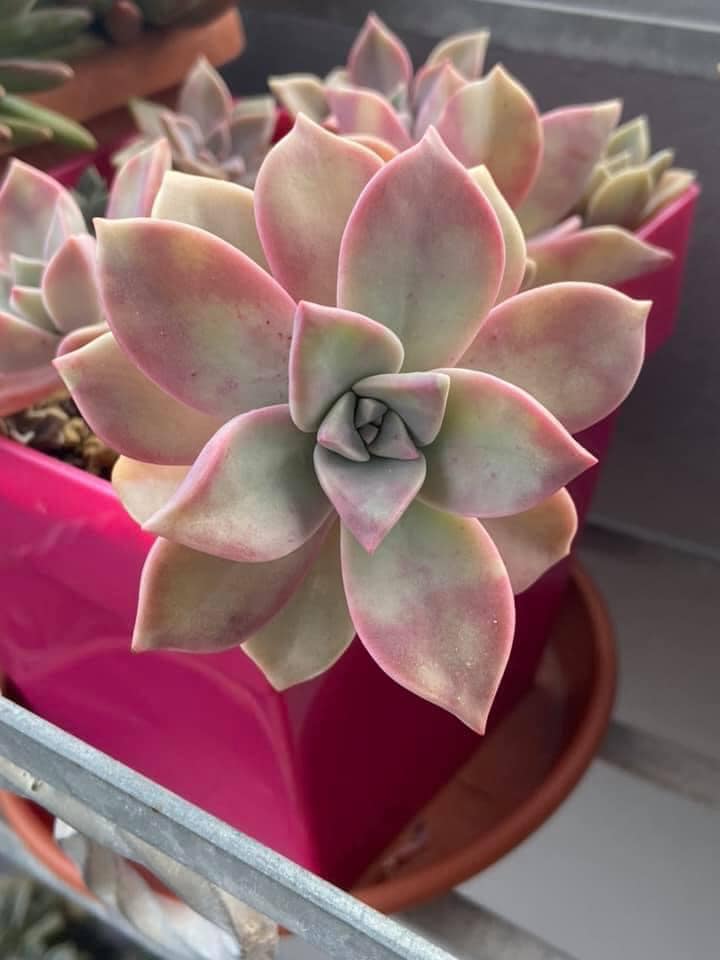 46 Types of Purple Succulents [With Pictures]