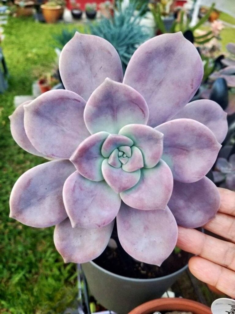46 Types of Purple Succulents [With Pictures]