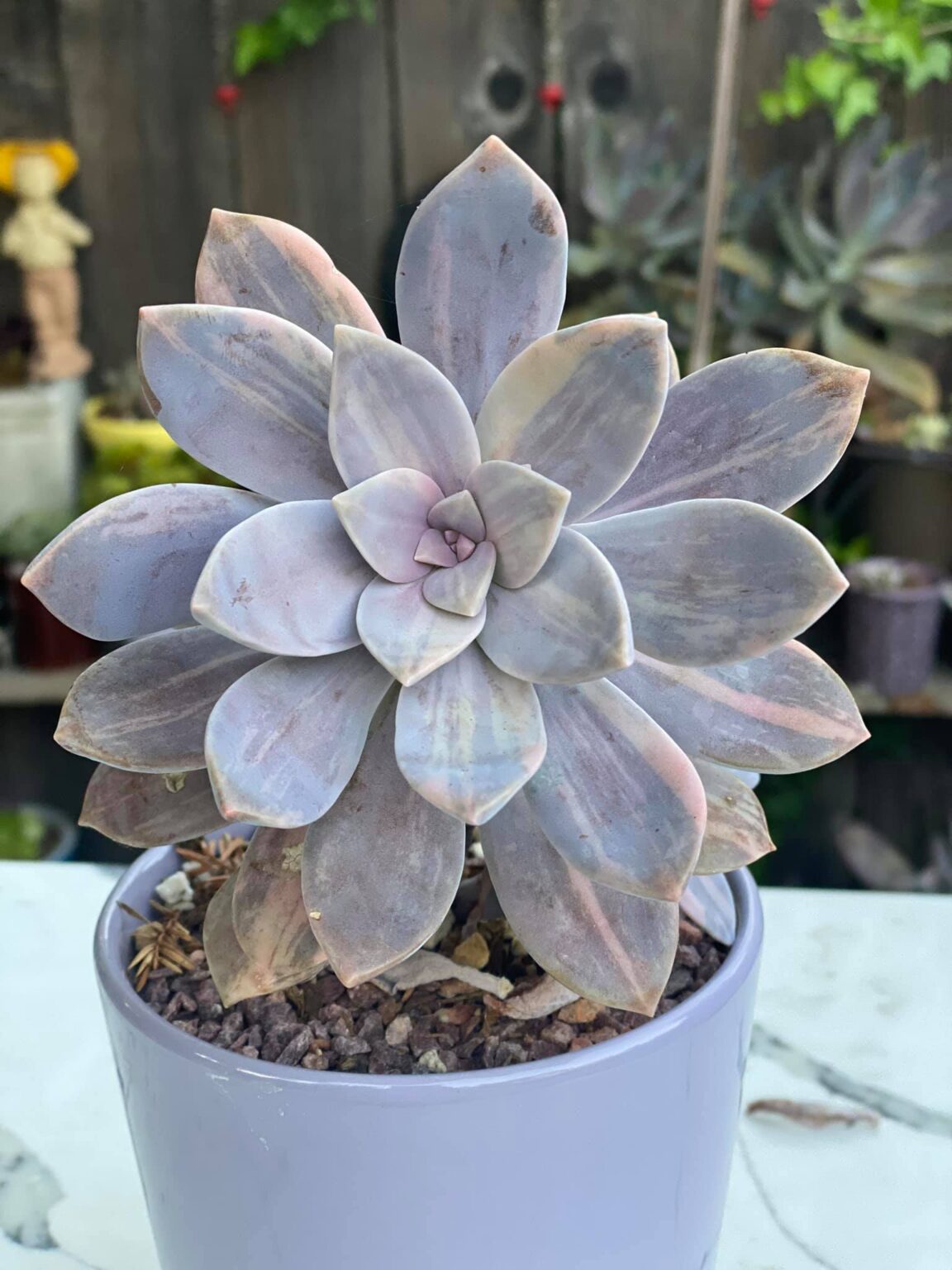 46 Types of Purple Succulents [With Pictures]