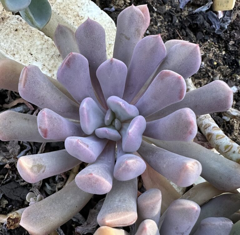 46 Types of Purple Succulents [With Pictures]