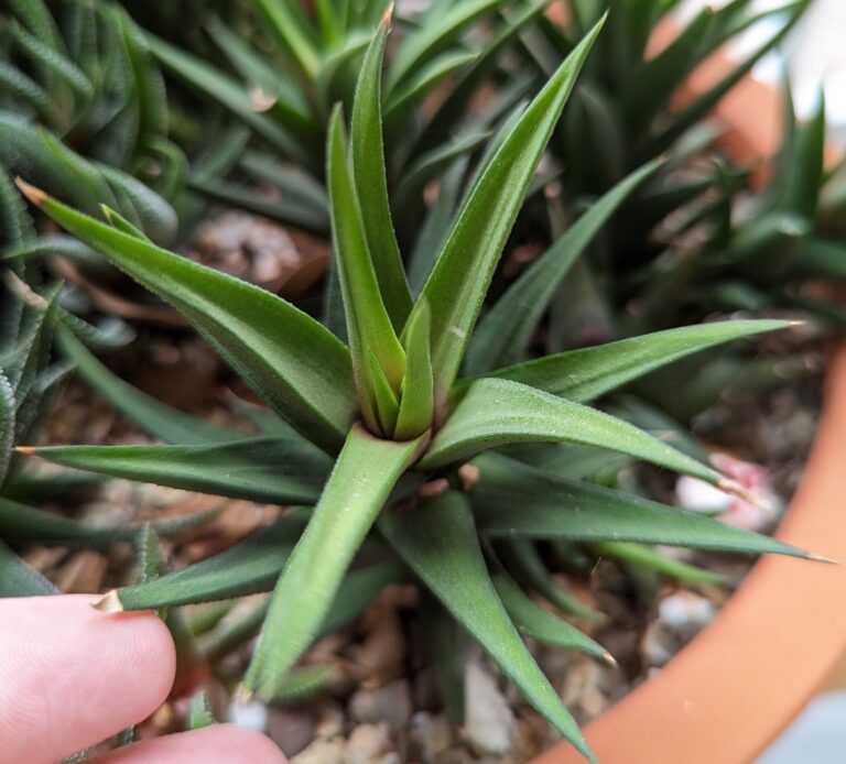 Succulents Identification Chart