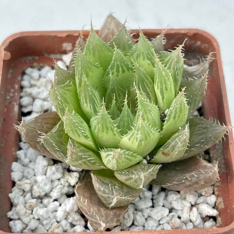 Succulents Identification Chart