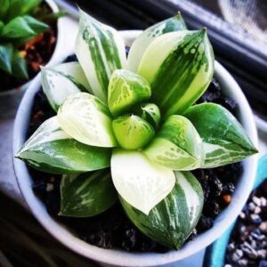 Succulents Identification Chart