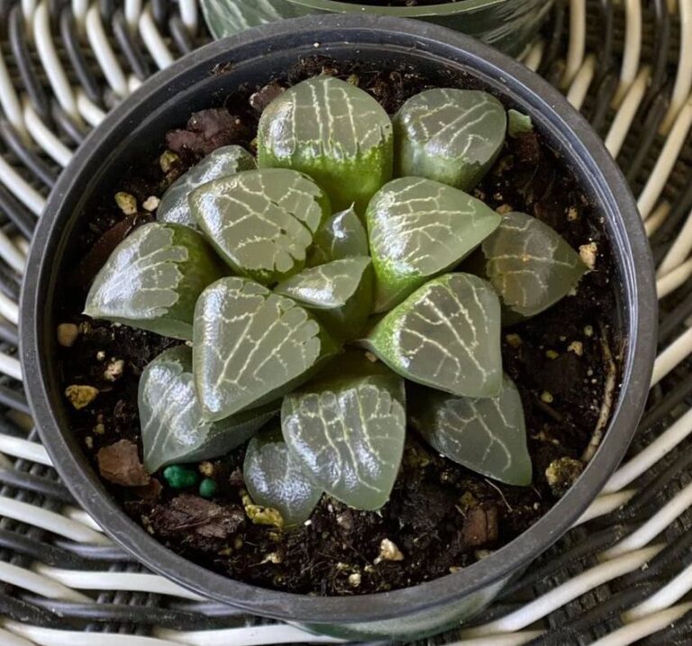 Succulents Identification Chart