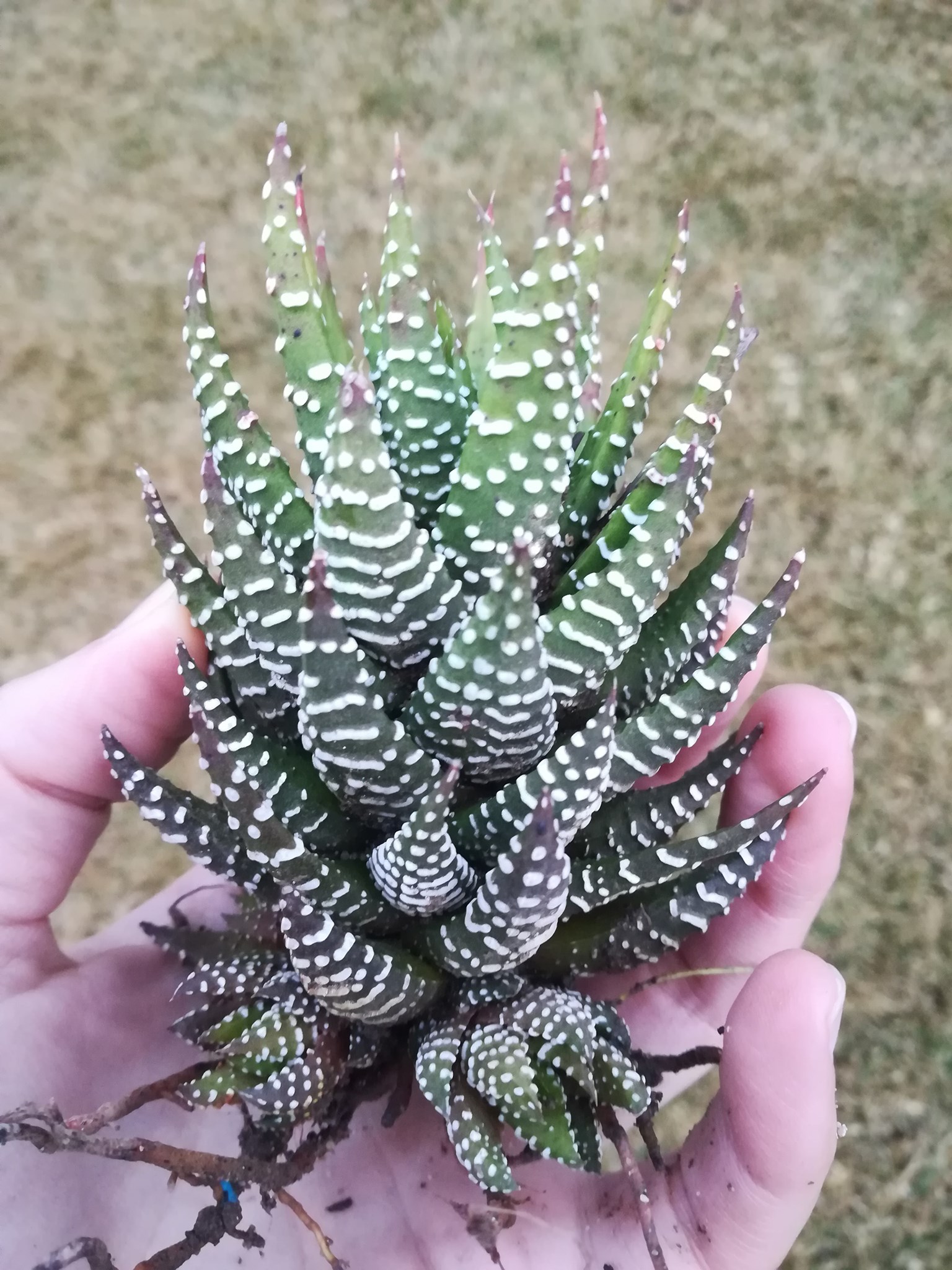 Succulents Identification Chart