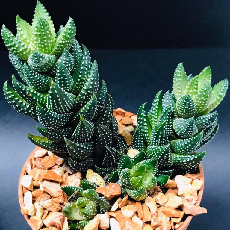 Succulents Identification Chart