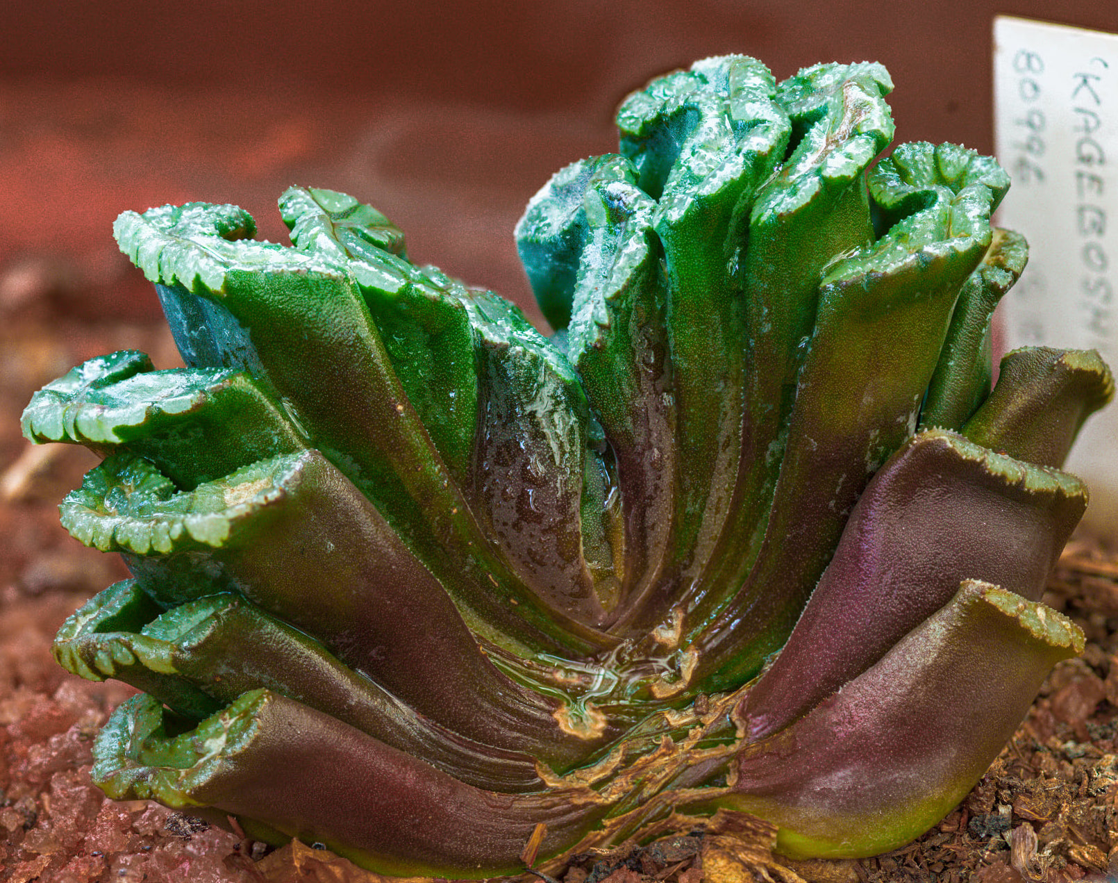 Succulents Identification Chart