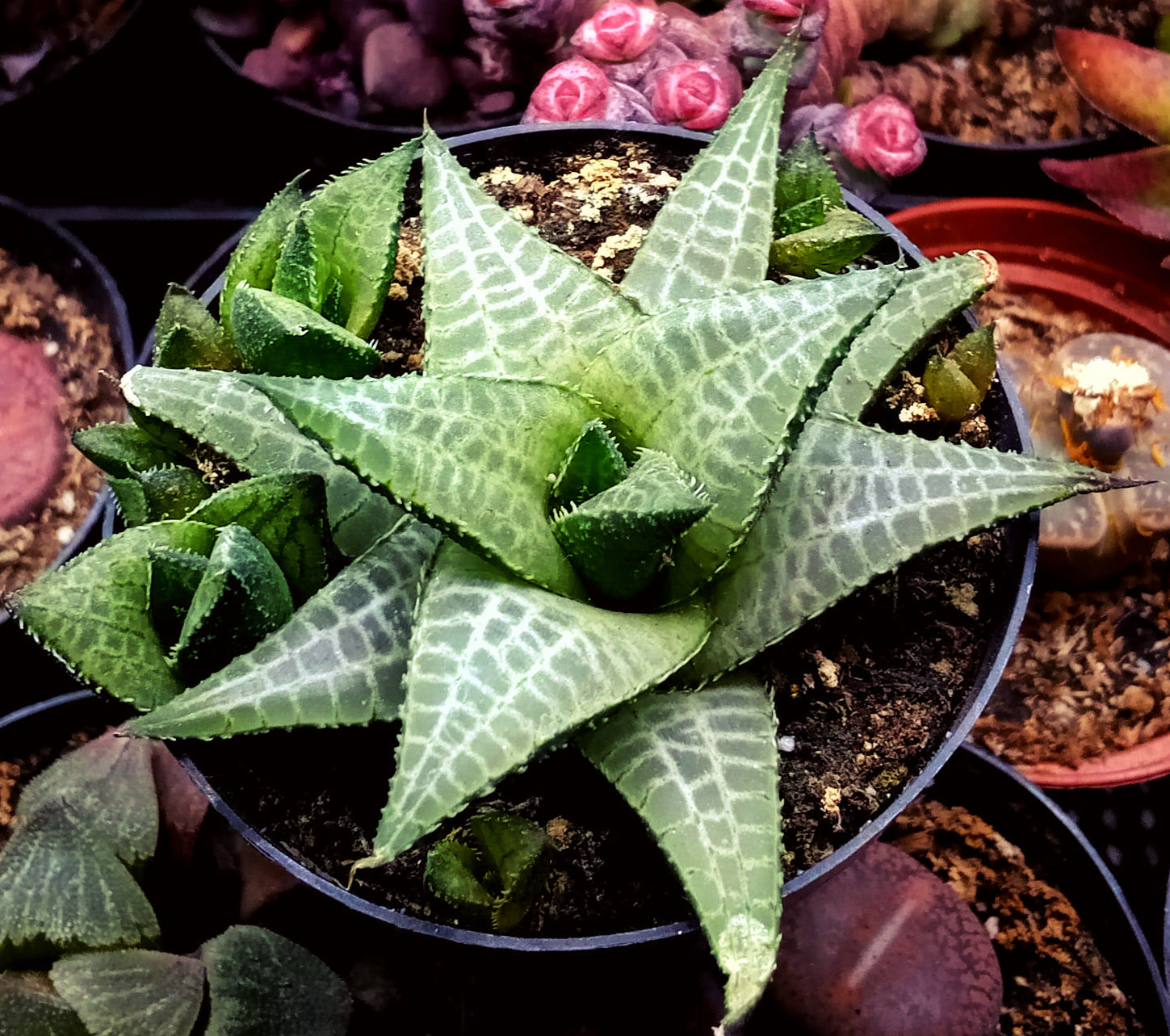 Succulents Identification Chart