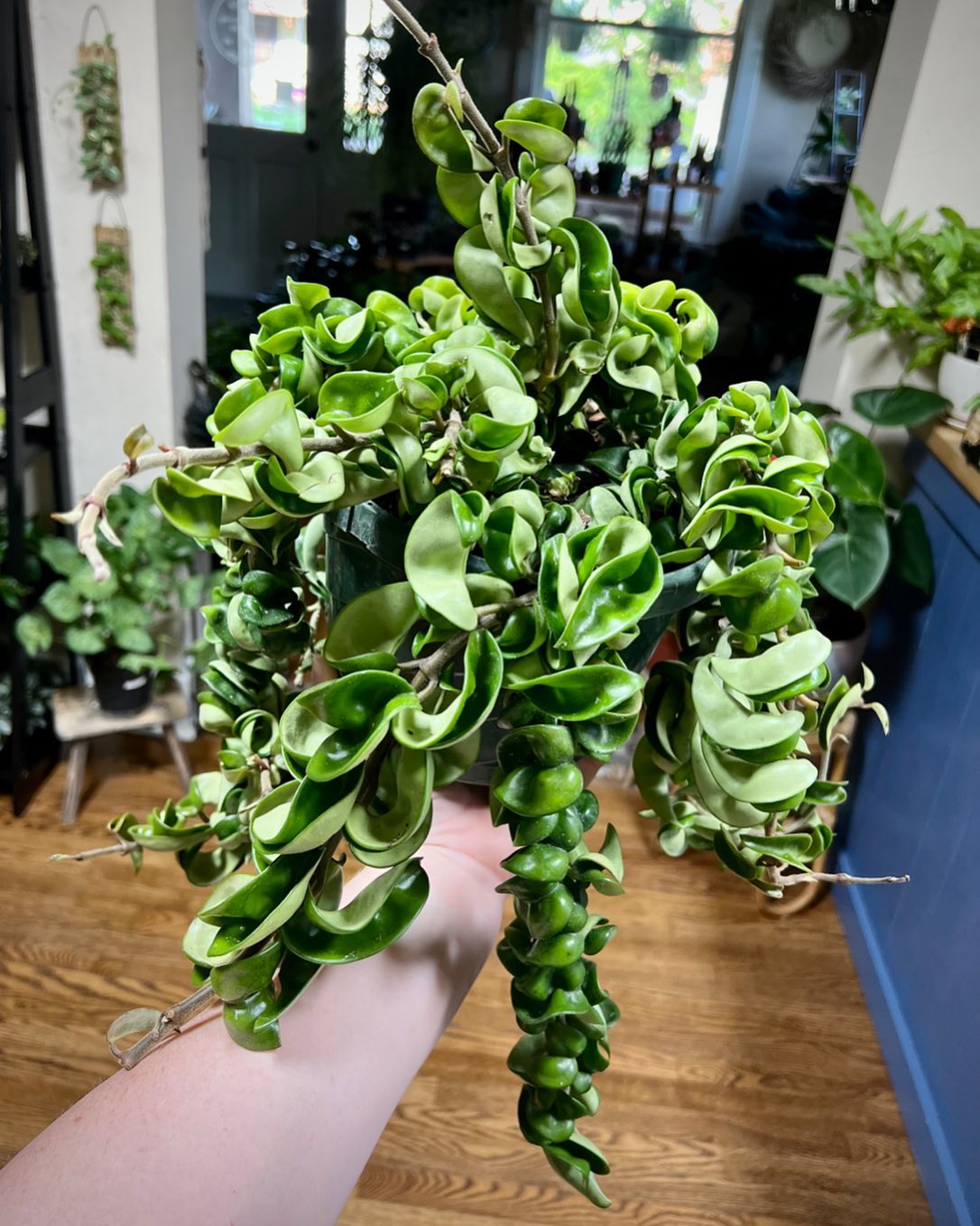 28 Best Trailing And Hanging Succulents (With Pictures)
