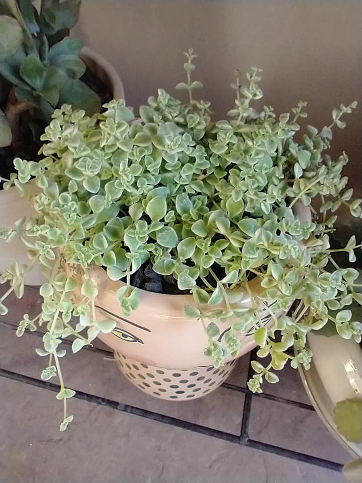 28 Best Trailing And Hanging Succulents (With Pictures)