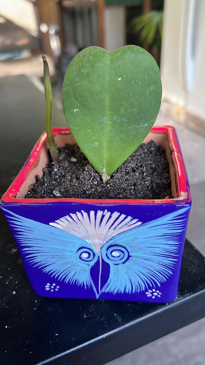 60 Types Of Succulents (With Pictures)