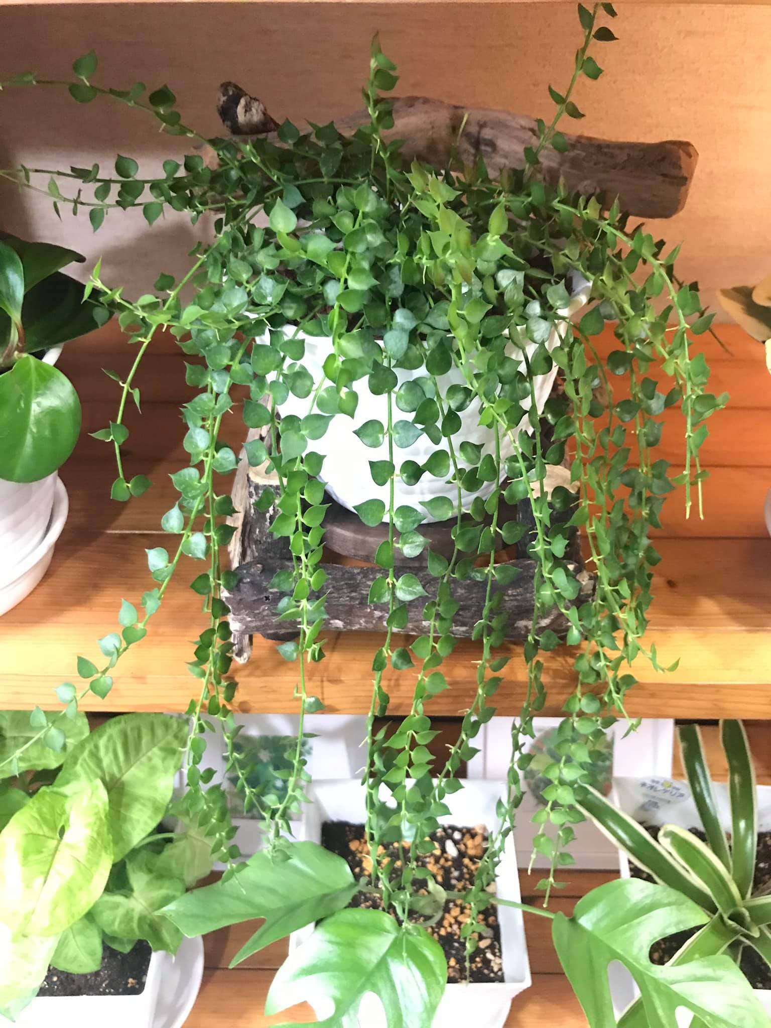 28 Best Trailing And Hanging Succulents (With Pictures)