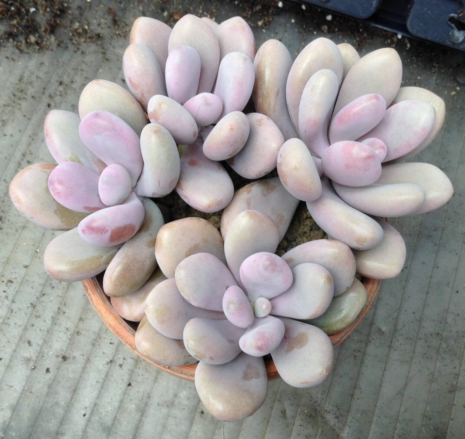 46 Types of Purple Succulents [With Pictures]