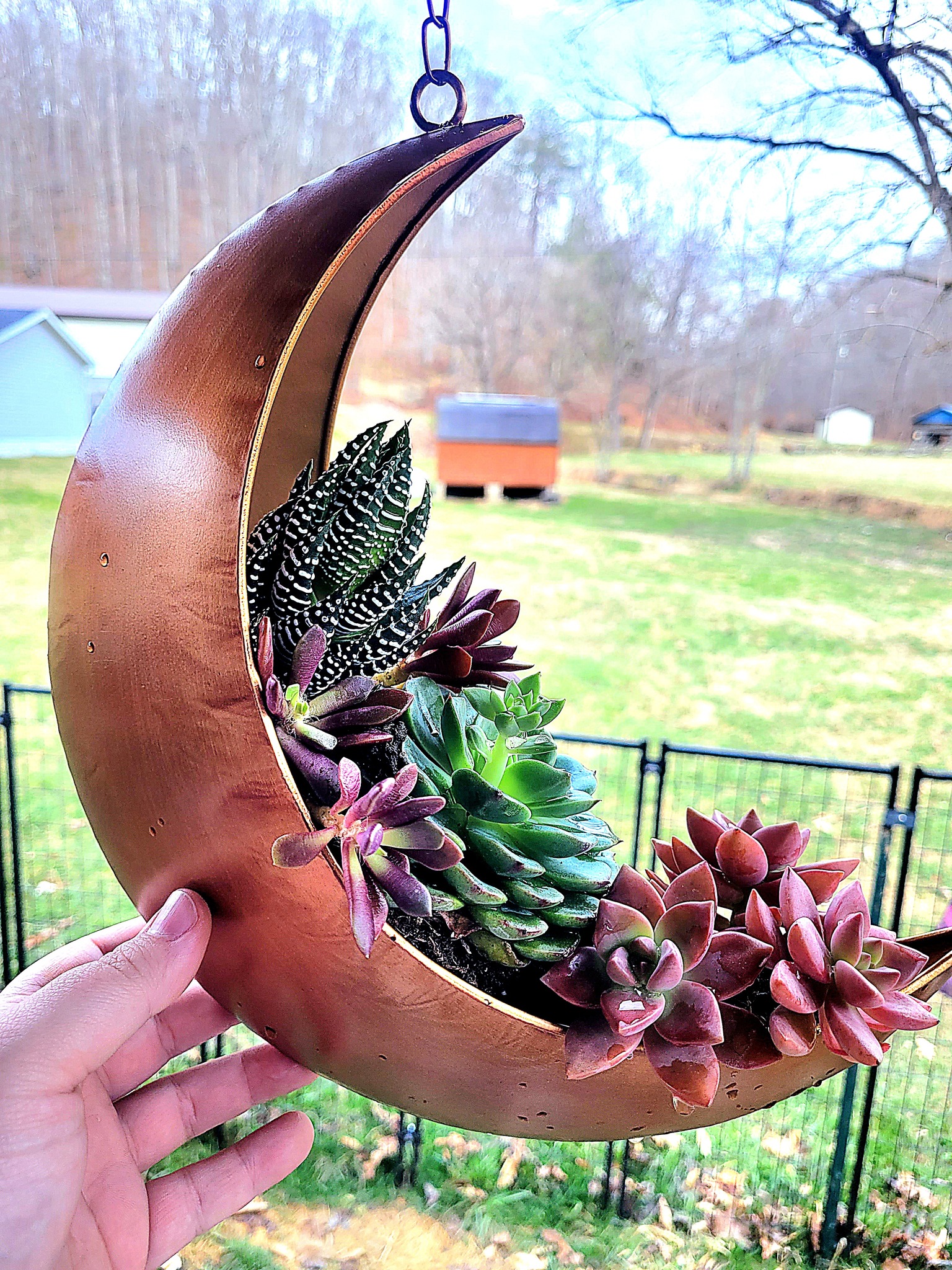 10 Best Hanging Succulent Planters