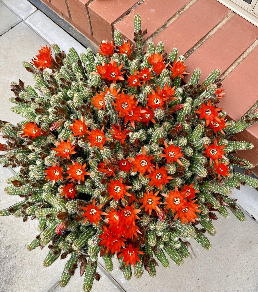 28 Best Trailing And Hanging Succulents (With Pictures)