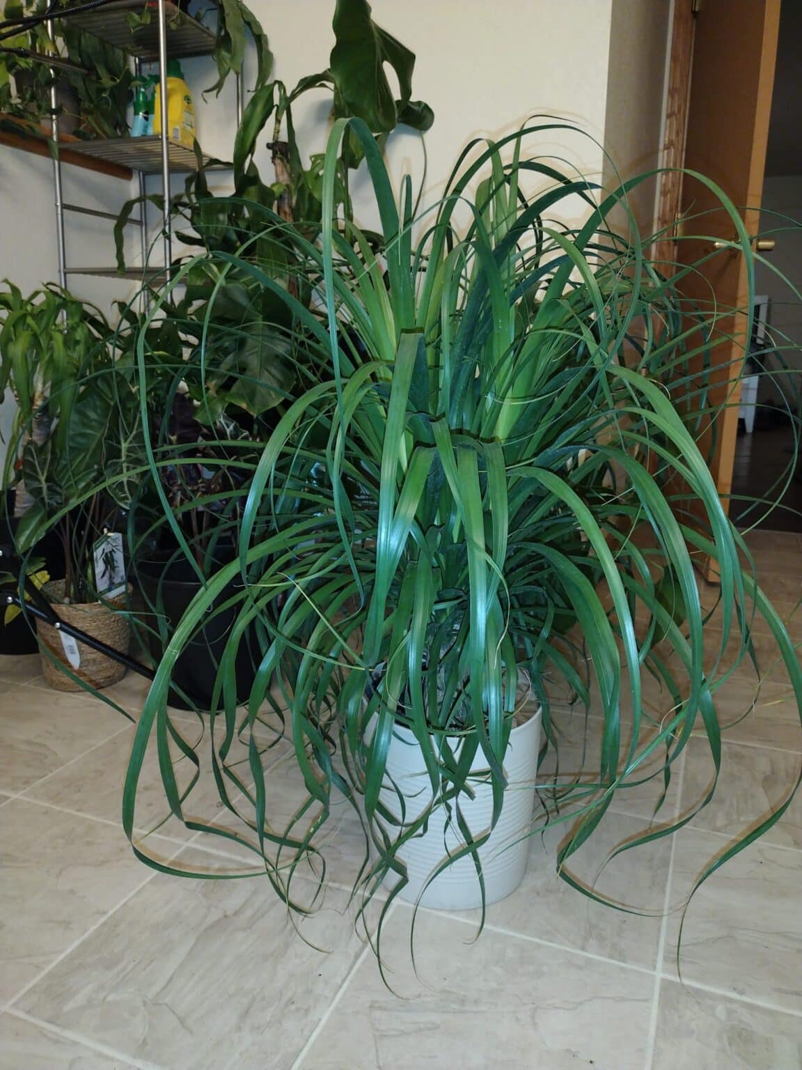 13 Succulents That Are Safe For Cats And Dogs (With Pictures)