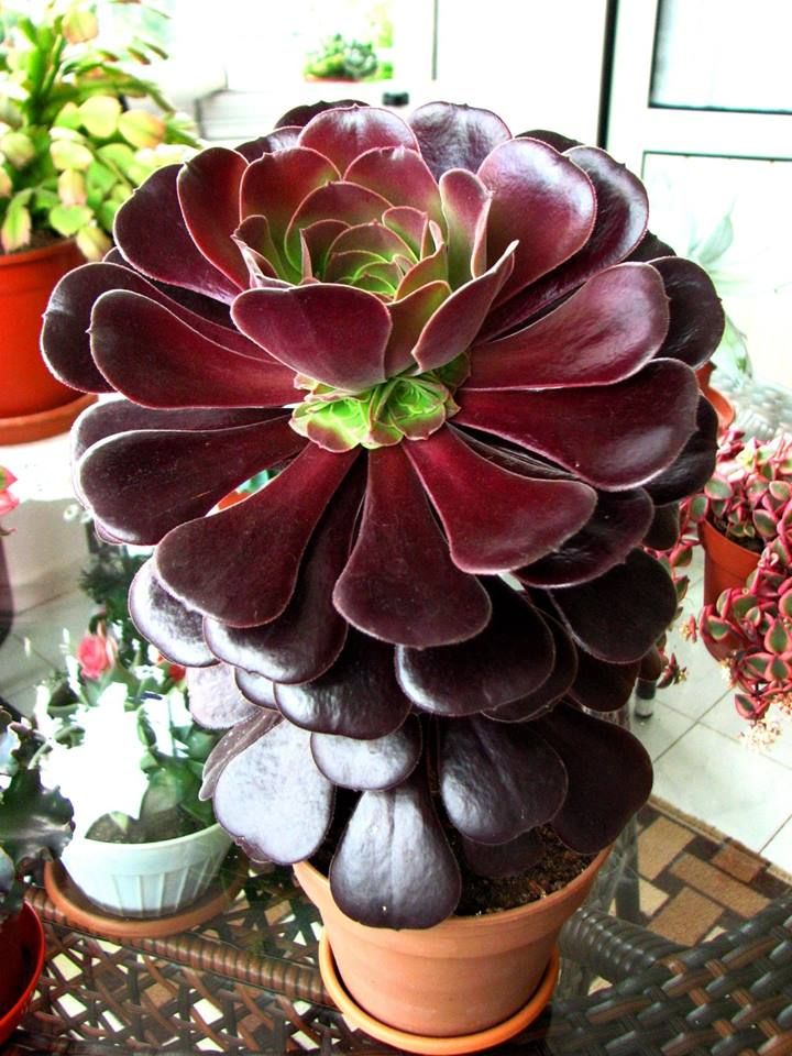 46 Types of Purple Succulents [With Pictures]