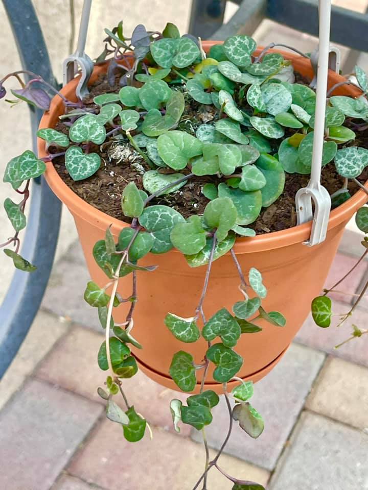 28 Best Trailing And Hanging Succulents (With Pictures)