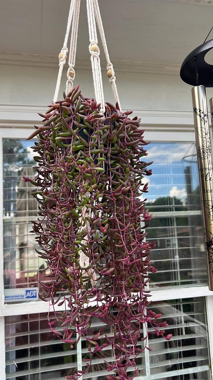 28 Best Trailing And Hanging Succulents (With Pictures)