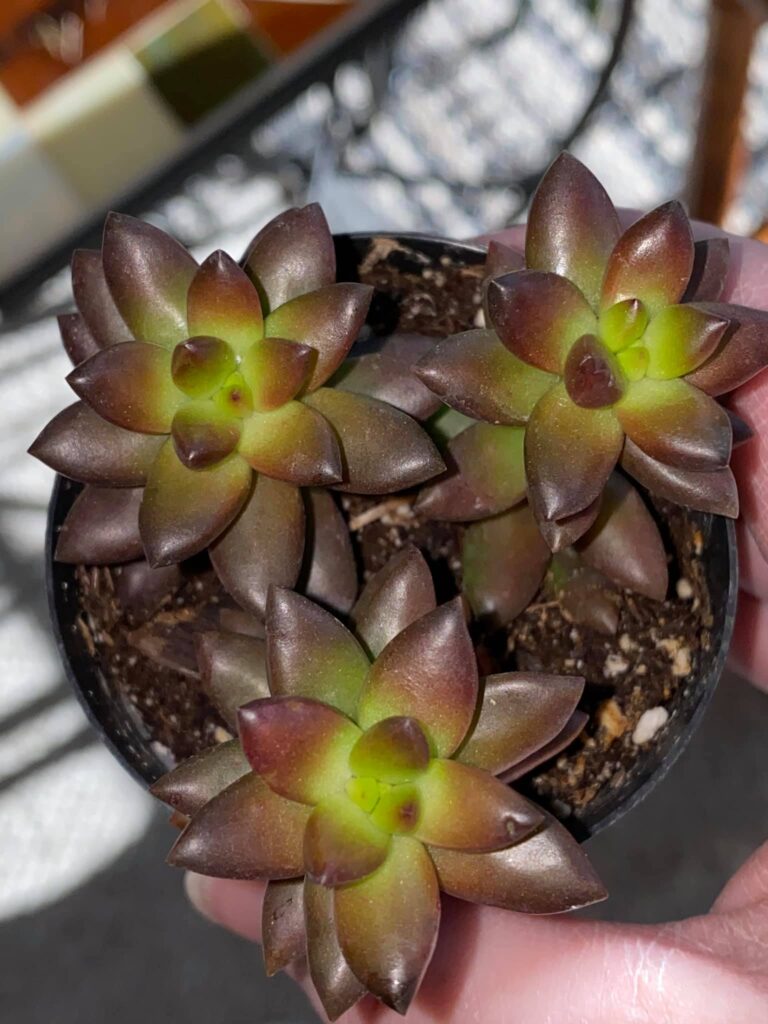 46 Types of Purple Succulents [With Pictures]