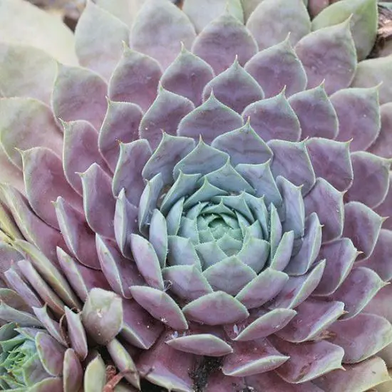 46 Types of Purple Succulents [With Pictures]