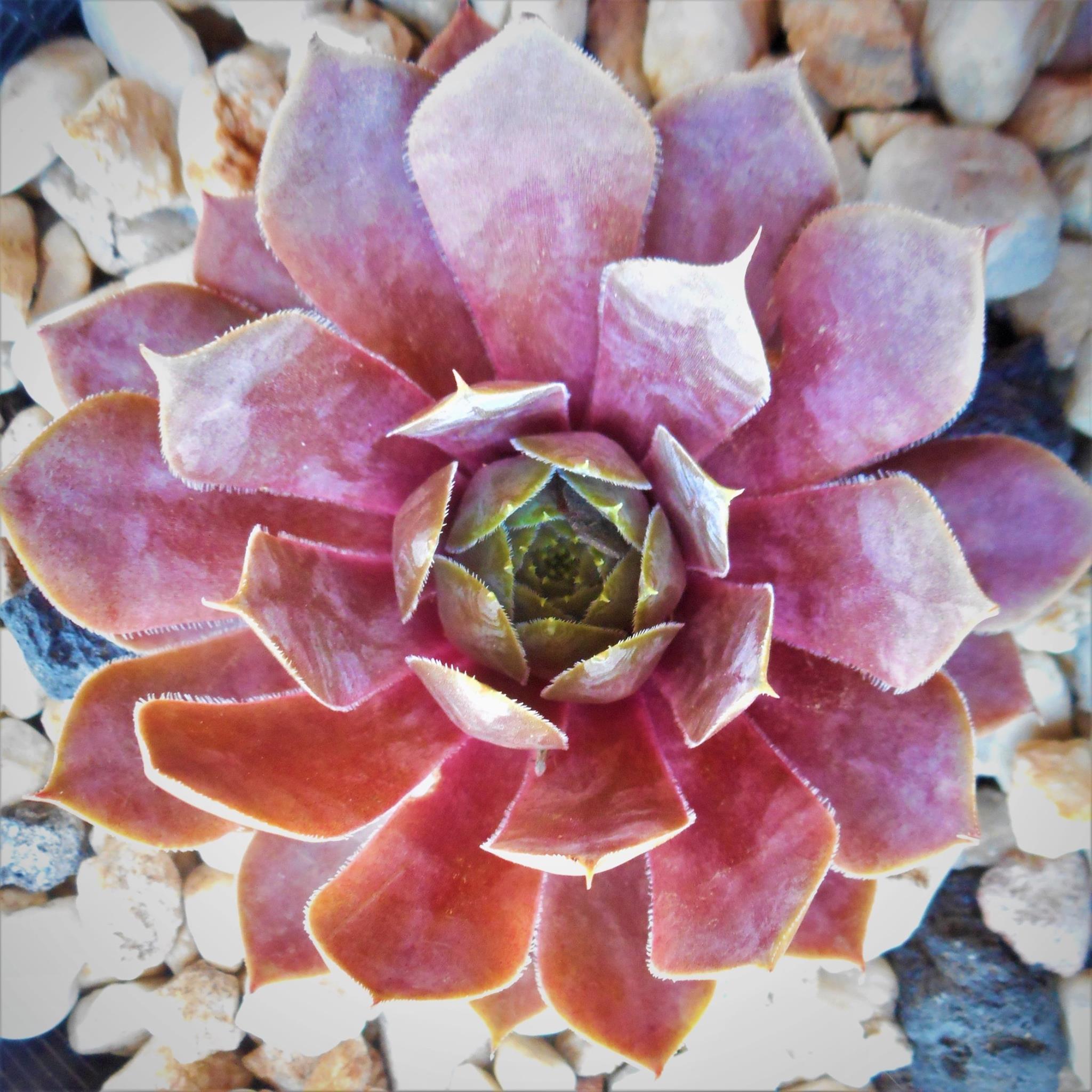 46 Types of Purple Succulents [With Pictures]