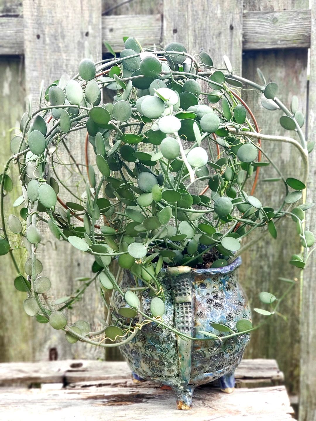 28 Best Trailing And Hanging Succulents (With Pictures)
