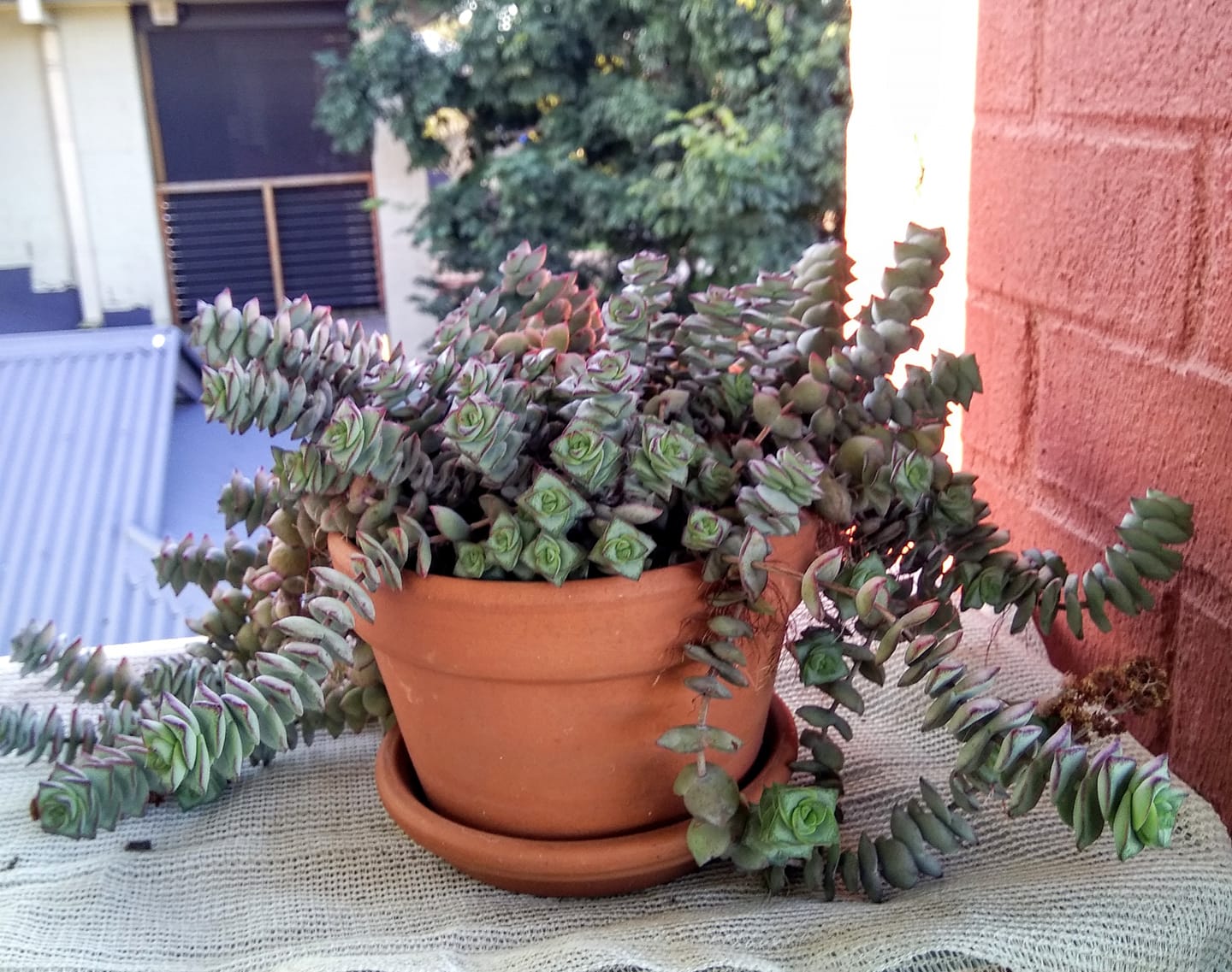 28 Best Trailing And Hanging Succulents (With Pictures)