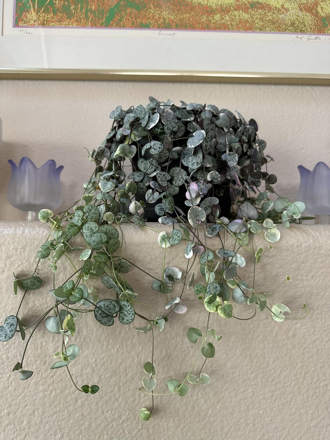 28 Best Trailing And Hanging Succulents (With Pictures)