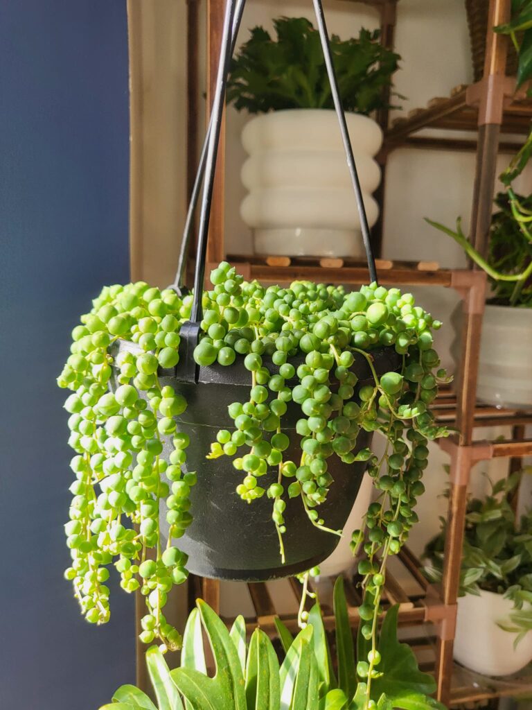 28 Best Trailing And Hanging Succulents (With Pictures)