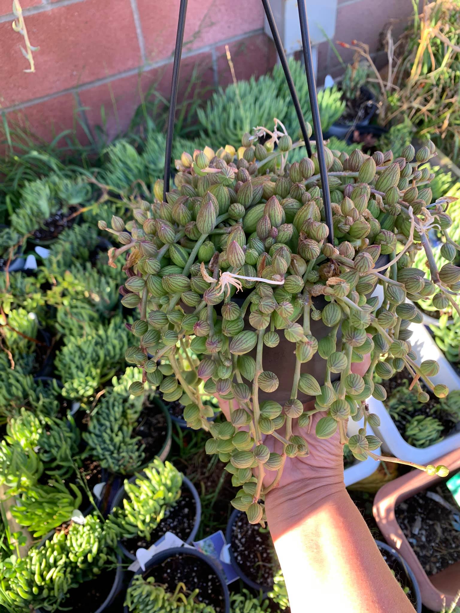 28 Best Trailing And Hanging Succulents (With Pictures)