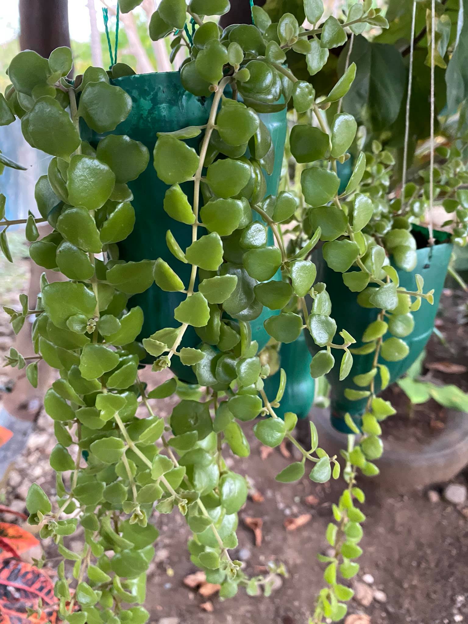 28 Best Trailing And Hanging Succulents (With Pictures)