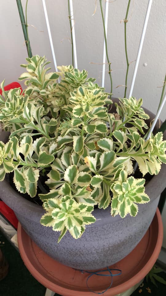 60 Types Of Succulents (With Pictures)