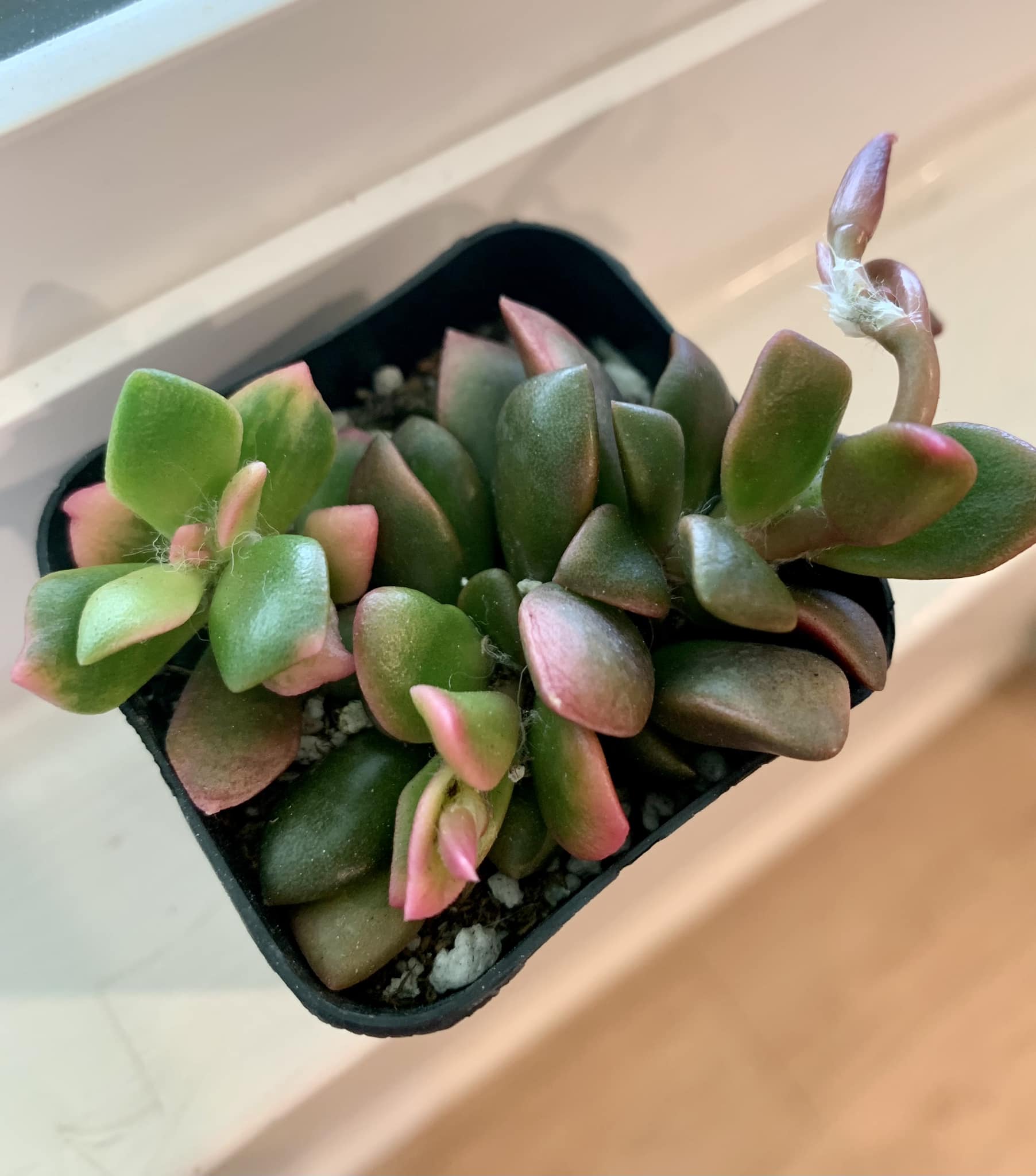 46 Types of Purple Succulents [With Pictures]