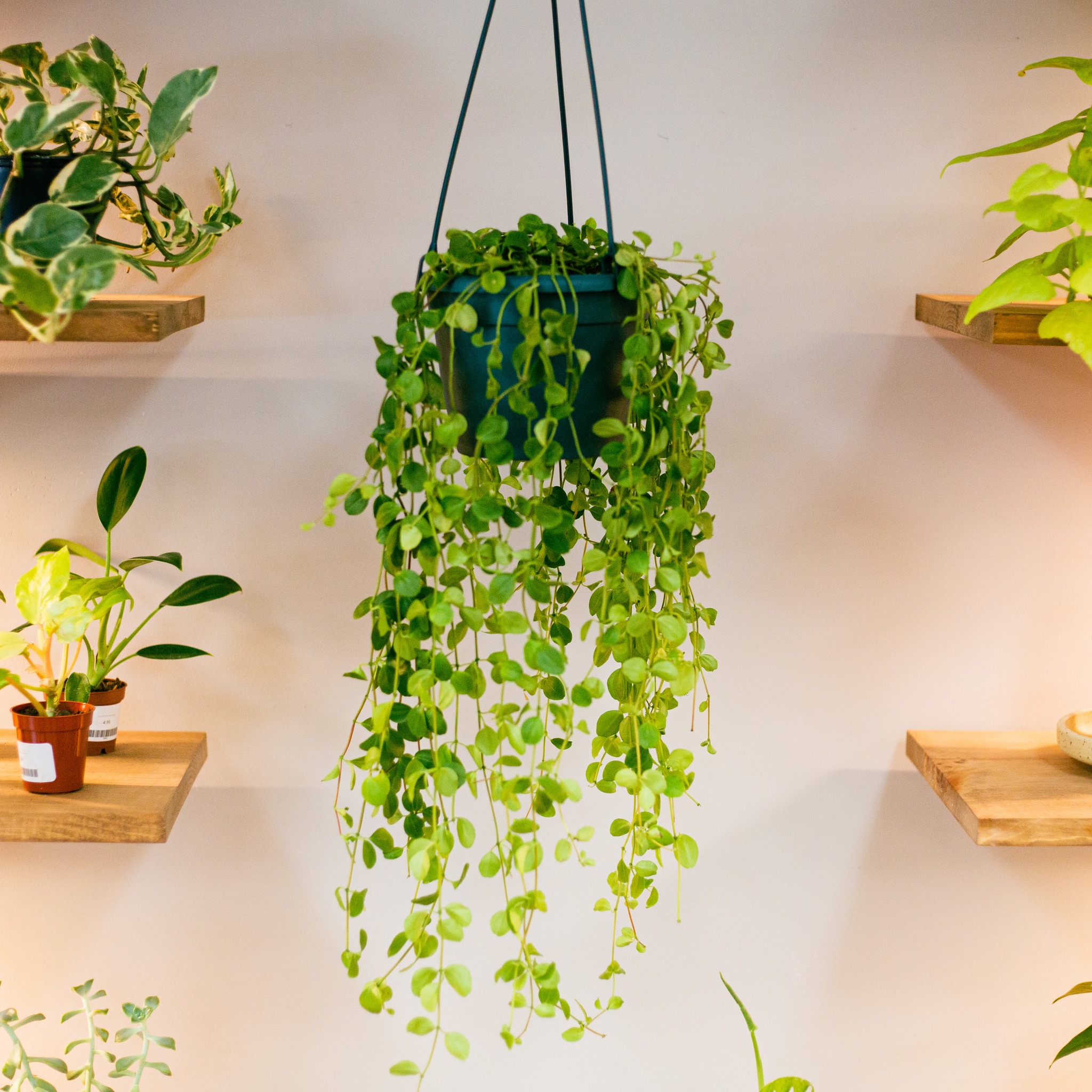 28 Best Trailing And Hanging Succulents (With Pictures)